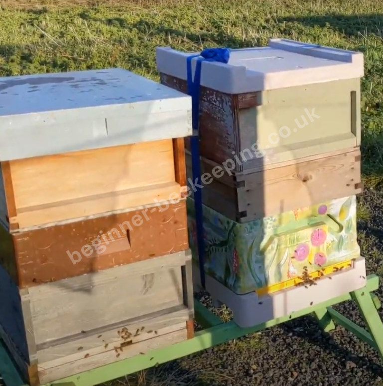 Demaree Method for Swarm Control in Beekeeping