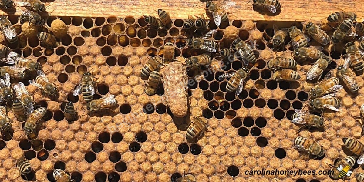 Recognising Queen Cells: Identification and Practical Use - Beginner ...